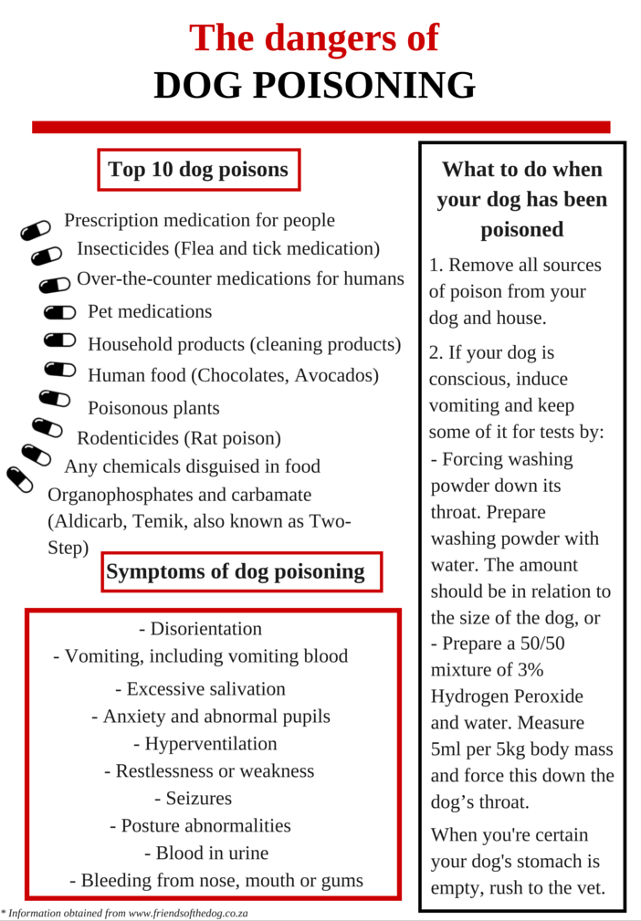 The dangers of dog poisoning | Rekord