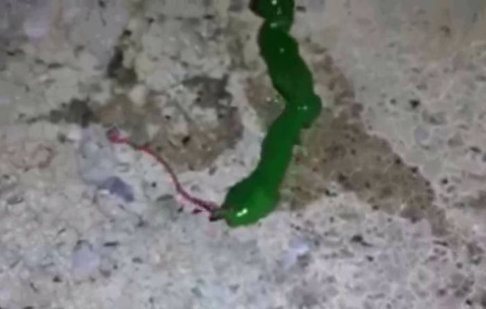 FREAKY FRIDAY: Mystery slime snake caught on camera | Rekord