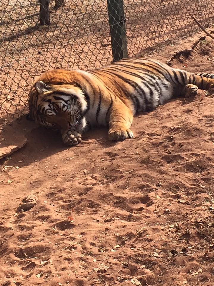 VIDEO: Tiger shot and killed | Rekord