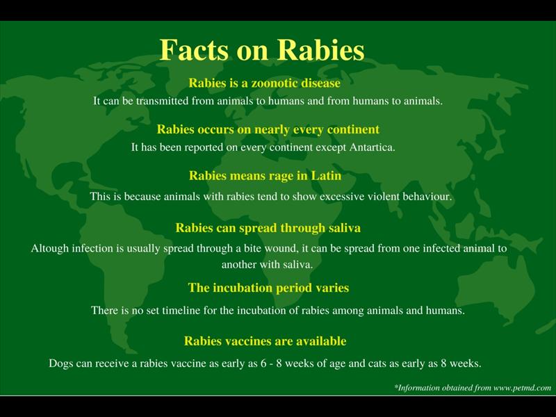 Take caution when it comes to rabies | Rekord