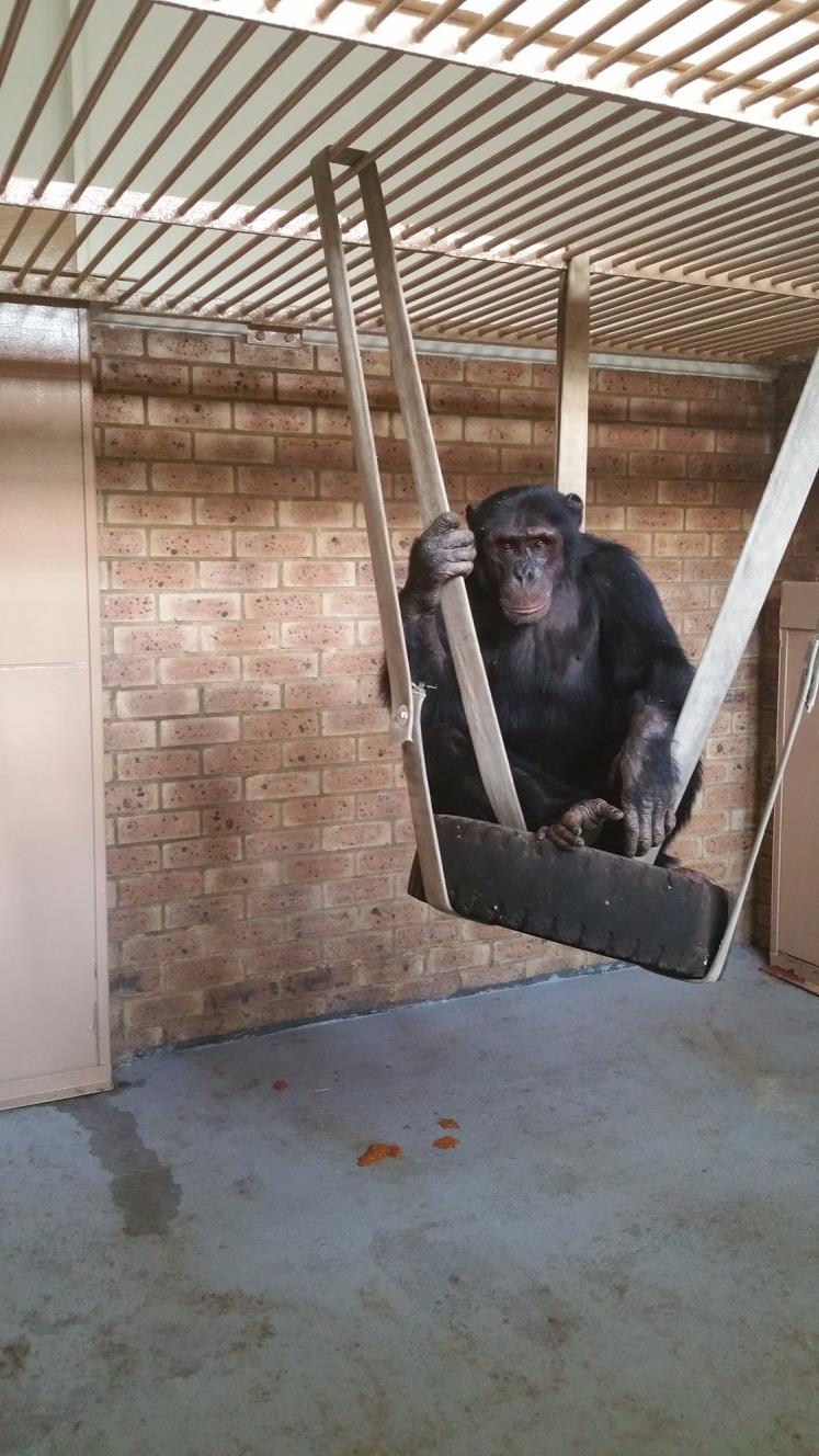 Zoo chimp escapes, walks about in PTA streets | Rekord