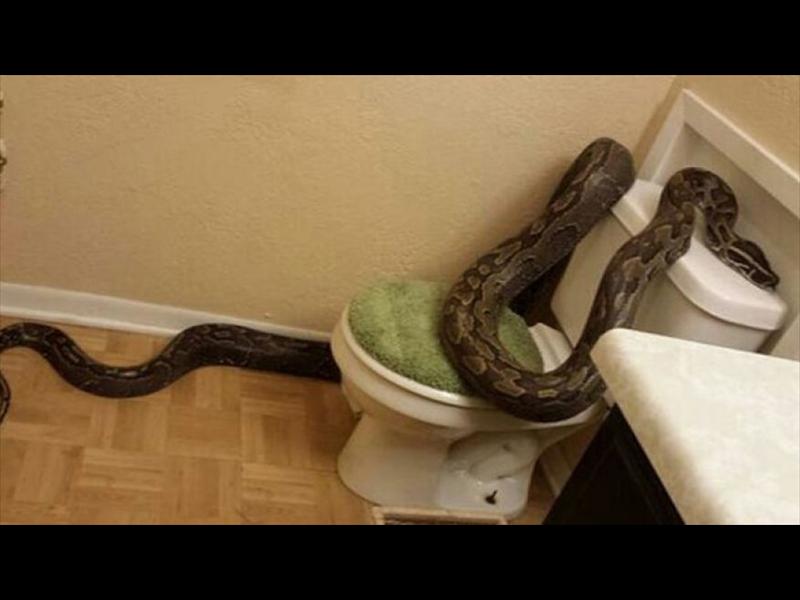 ’n Slang in die gras | Rekord