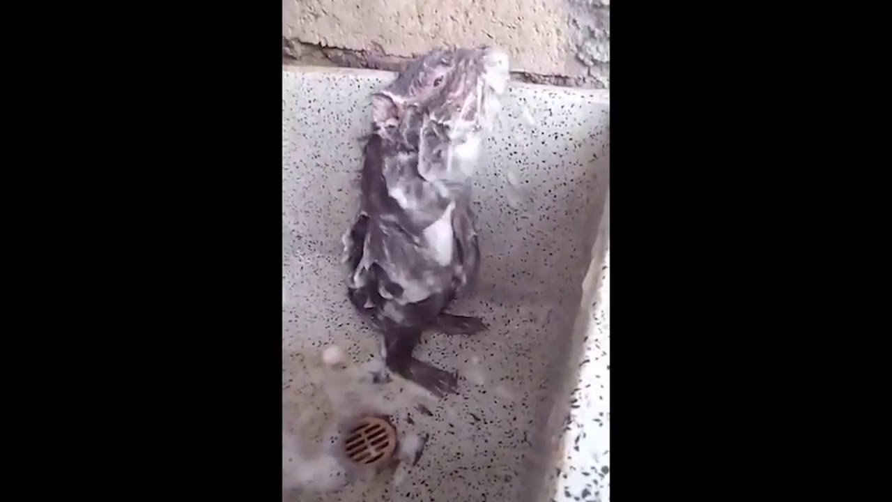 VIDEO OF THE DAY: Cutest rat having a bath | Rekord