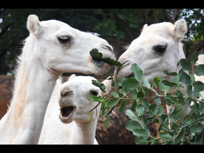 VIDEOS: Pta zoo welcomes new arrivals | Rekord