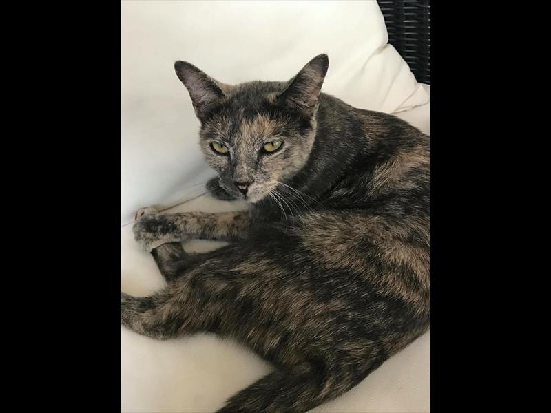 UPDATE: Reward for info on Centurion cat killer | Rekord