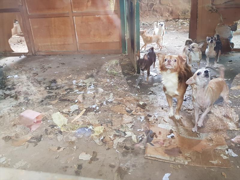 UPDATE: North horror breeding story relived | Rekord