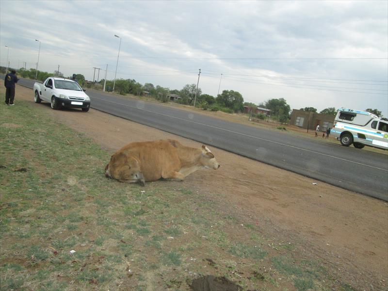 Stray animals blamed for accidents in the North | Rekord