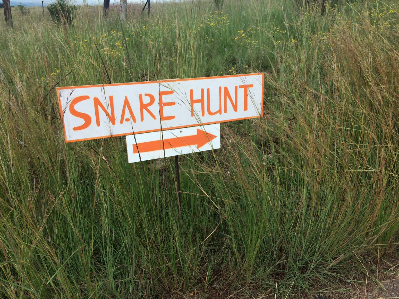 More Centurion 'snare hunts' planned | Rekord