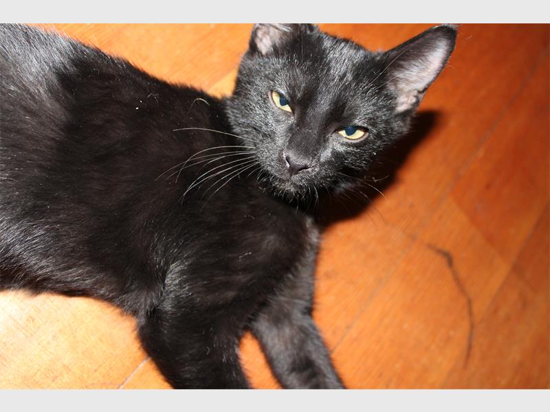Five cats found beaten to death in the Moot | Rekord