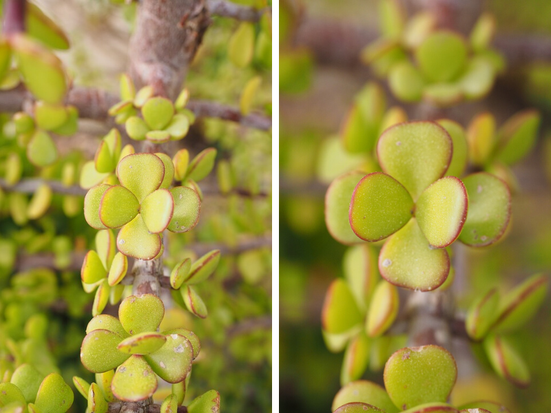 What you did not know about the Spekboom | Rekord