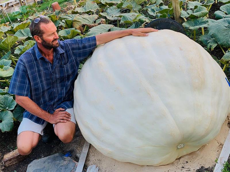 Centurion resident grows humongous pumpkin for festival | Rekord