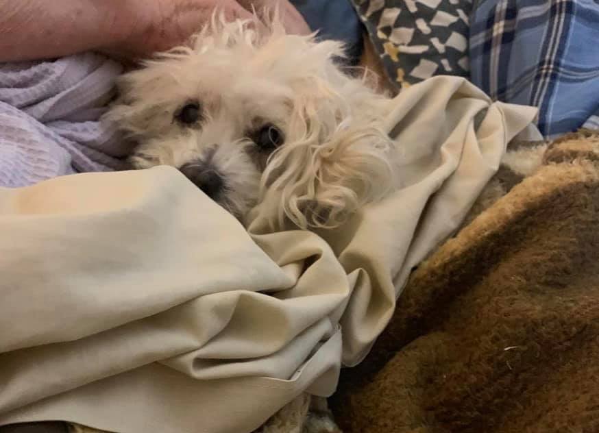 Still no sign of 'hijacked' dog, family stays positive | Rekord