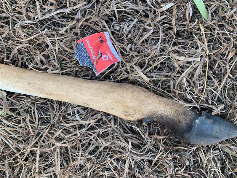 Eldoraigne teen determined to save wildlife through snare-hunting | Rekord