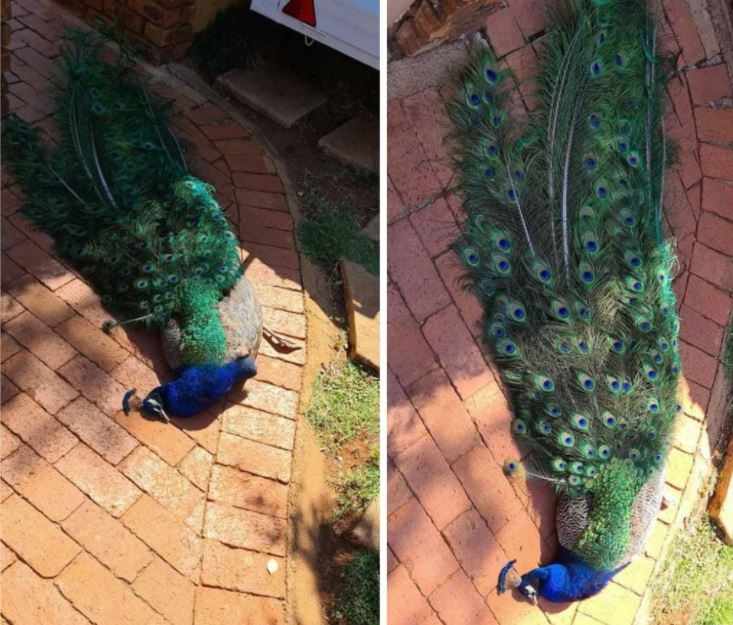 A plea for answers in peacock shooting | Rekord