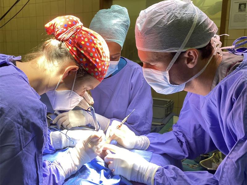 Historic surgery for cat that fell from second-storey building | Rekord