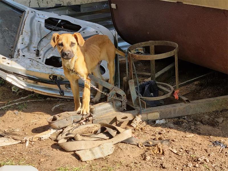 Dogs taken to safety after they were chained to vehicle chassis | Rekord