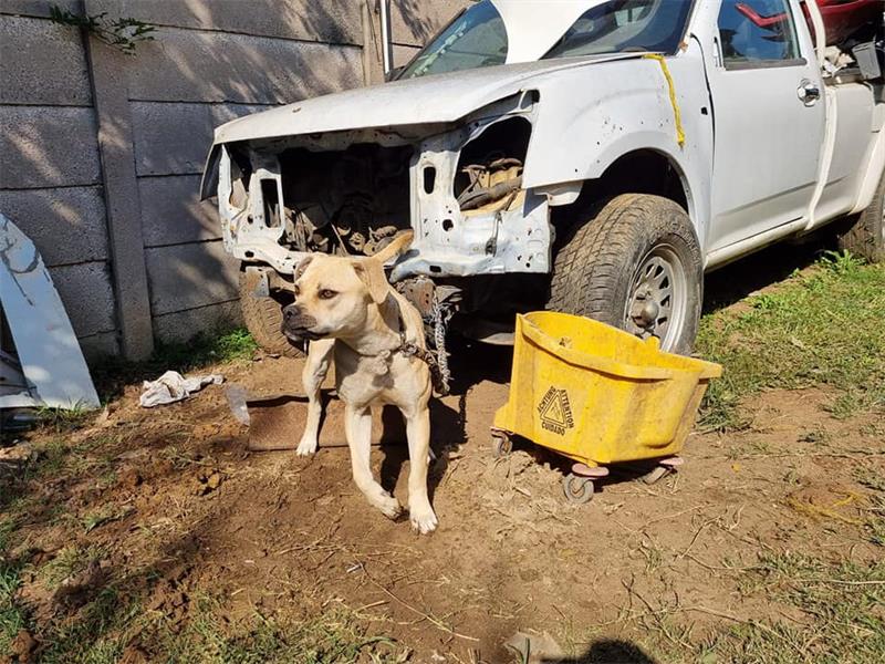 Dogs taken to safety after they were chained to vehicle chassis | Rekord