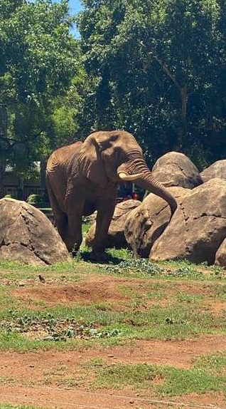 Charlie is well, says zoo after raised concerns | Rekord