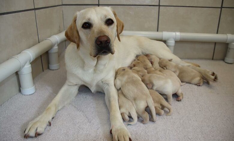 UP veterinary hospital breeds 700-plus guide dog puppies | Rekord