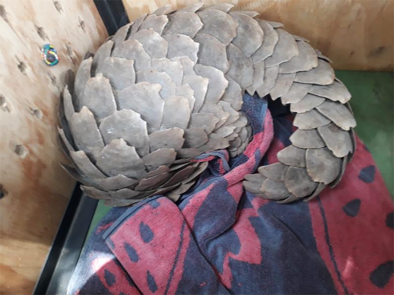 Pangolin Crisis: Poaching and selling of endangered species continues ...