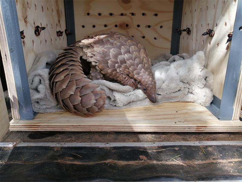 Pangolin Crisis: Poaching and selling of endangered species continues ...