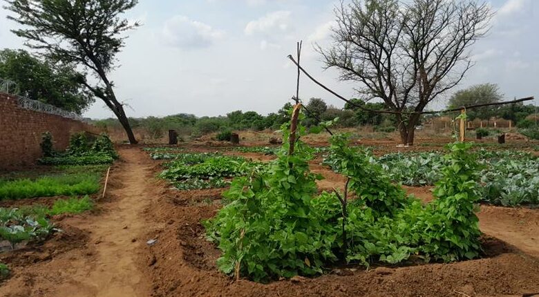 Vegetable garden growing to feed community | Rekord
