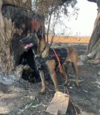 Search-and-rescue K9 operation called off | Rekord