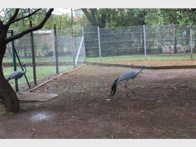 Blue cranes return to east nature reserve | Rekord