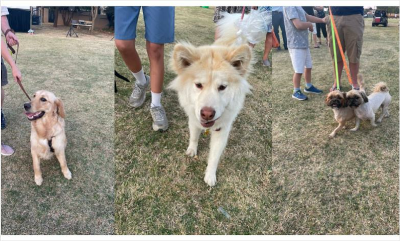 Pretoria Dog Rescue embarks on annual community outreach programme | Rekord