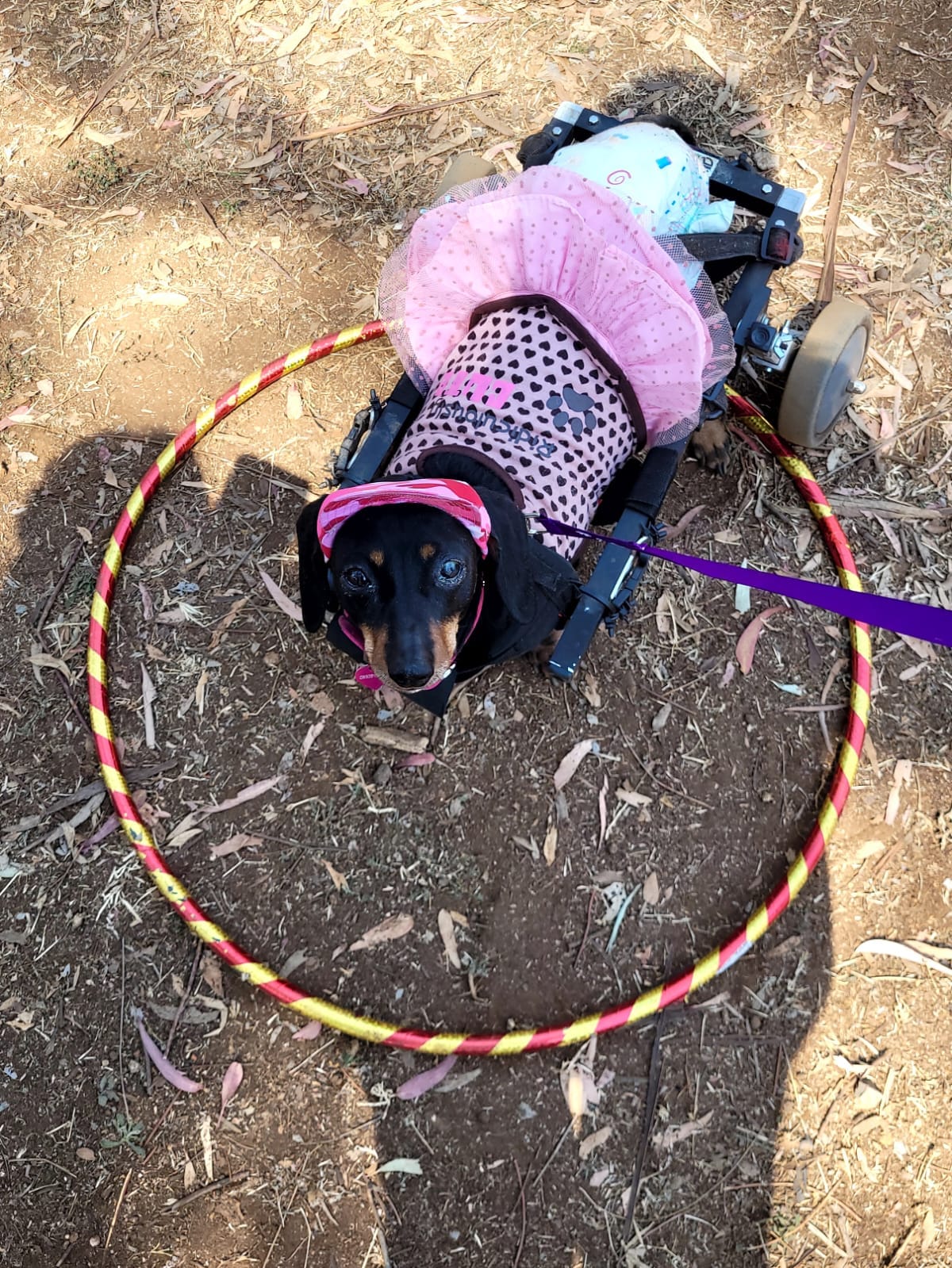 Disabled animals can zoom around again | Rekord