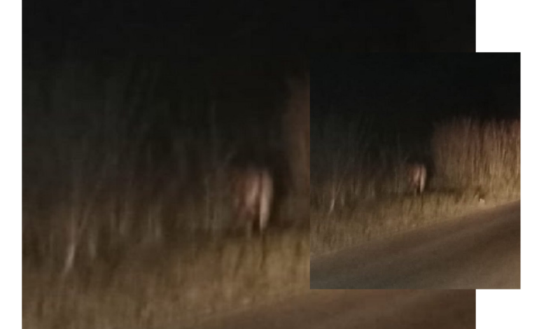 Update: Lion STILL on the loose along R511 | Rekord