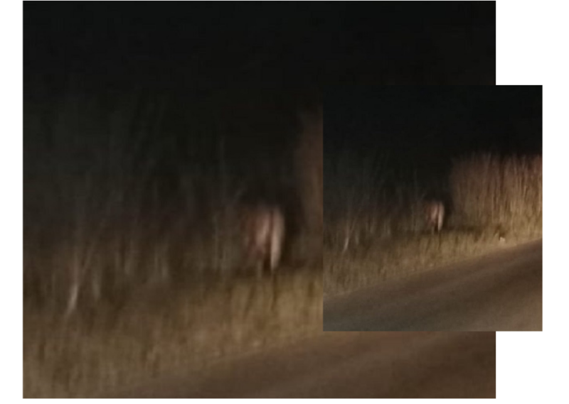 BREAKING NEWS: Lion on the loose along the R511 in Centurion | Rekord