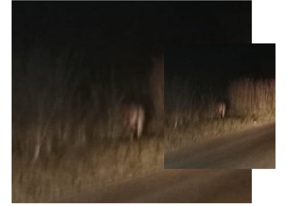 Update: Lion STILL on the loose along R511 | Rekord