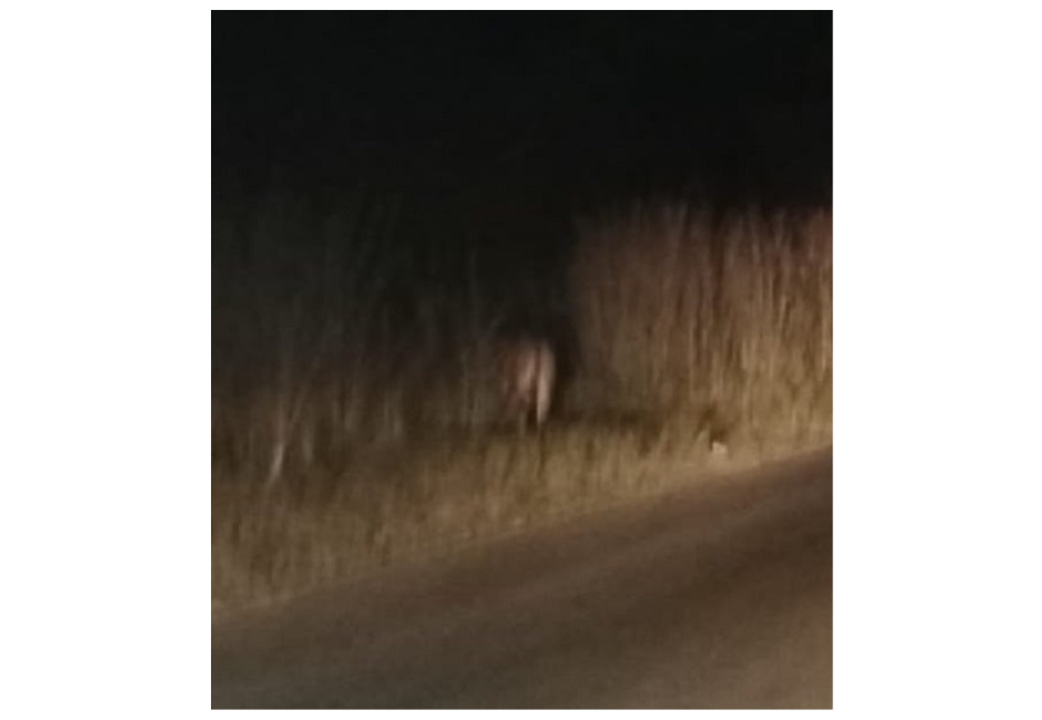 BREAKING NEWS: Lion on the loose along the R511 in Centurion | Rekord