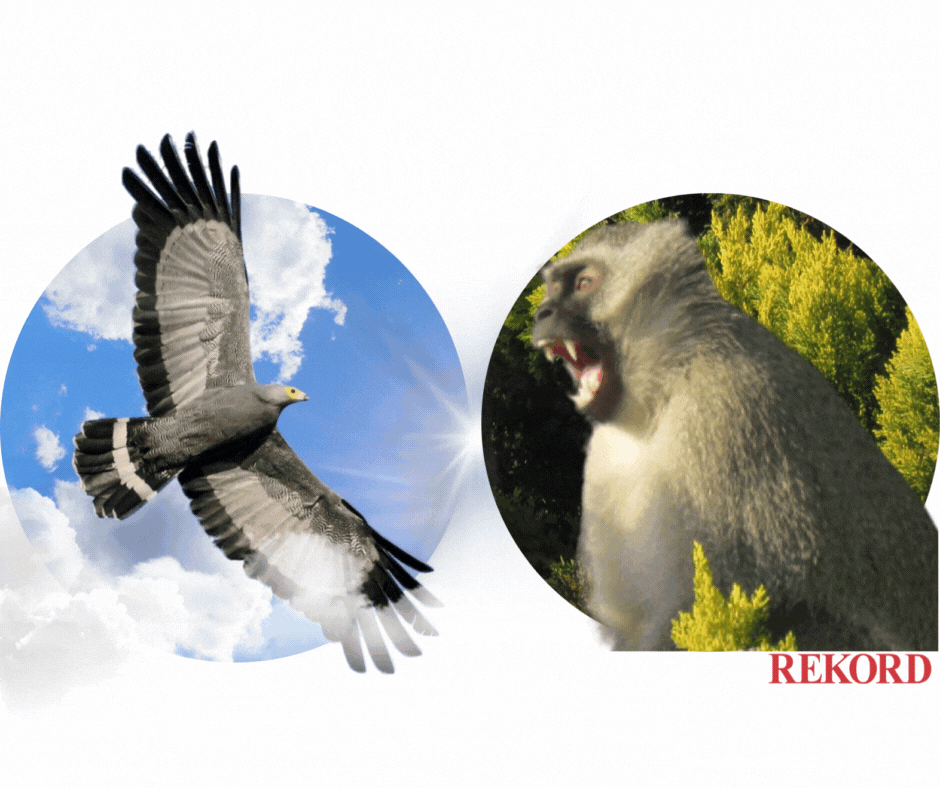 Monkey attacked by hawk in Eldoraigne resident's backyard | Rekord