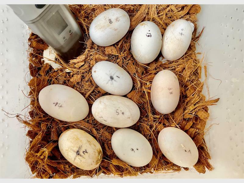 Pretoria zoo scientists receive conservation award for endangered ...