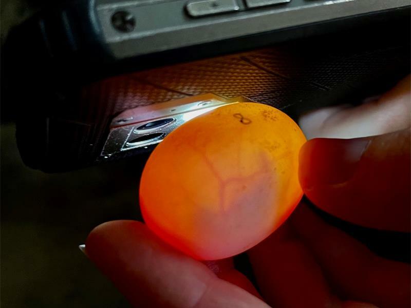 Pretoria zoo scientists receive conservation award for endangered ...