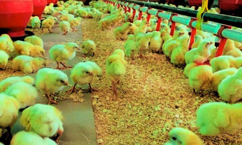 Poultry SA warns of shortage of eggs due to avian flu | Rekord