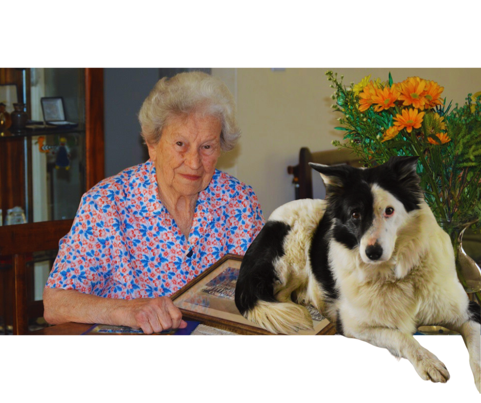 Geliefde veearts se collie-hond nou weer uit en tuis | Rekord