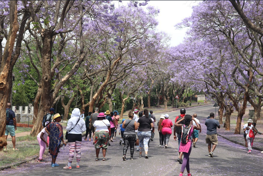 Residents take part in the annual Jacaranda Walk | Rekord