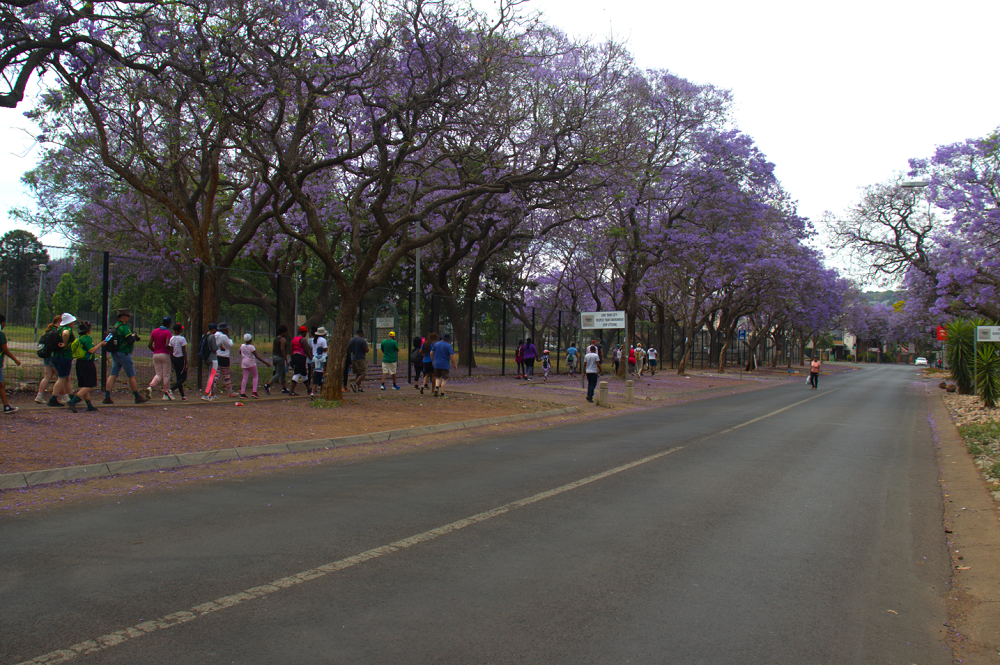 Residents take part in the annual Jacaranda Walk | Rekord