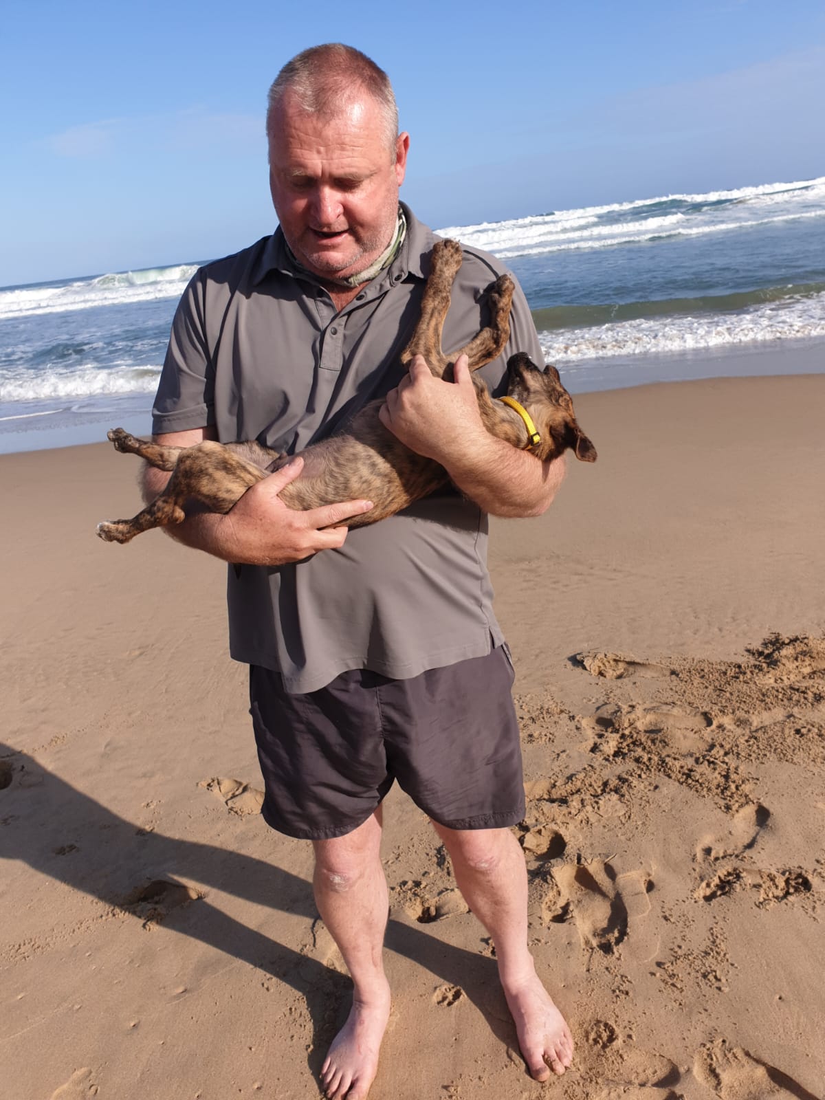 Search for border collie a saving grace for two dogs sealed up in ...