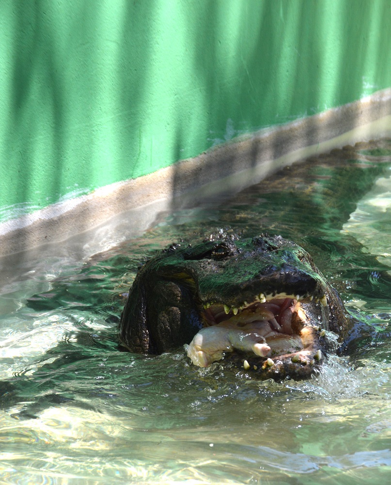 Dieretuin se oudste dier word 50 | Rekord