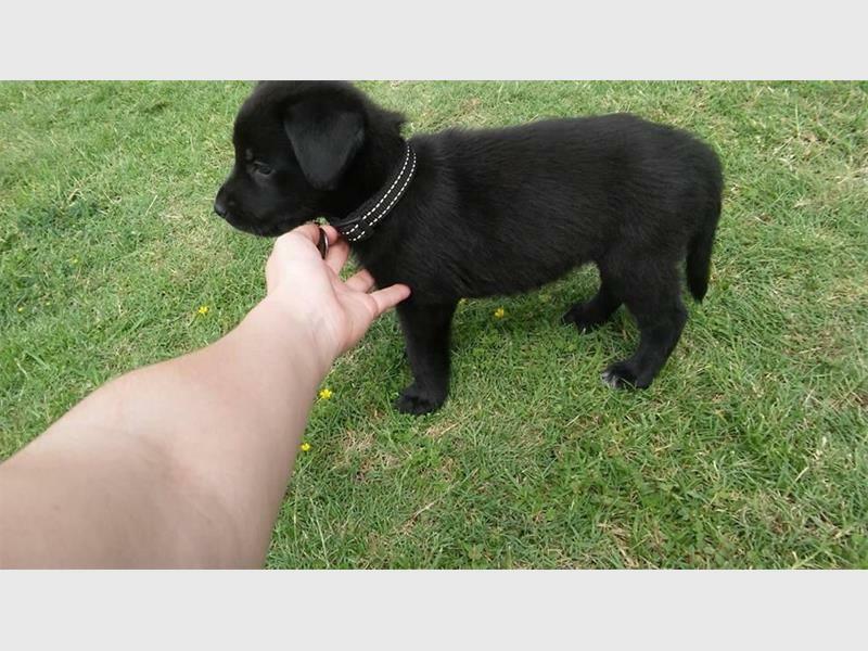 Missing dog reunited with owner after seven years | Rekord