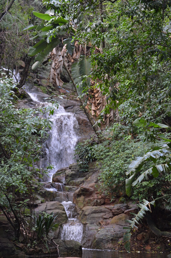 Prince Edward’s visit: Indigenous plants a solution to climate change ...