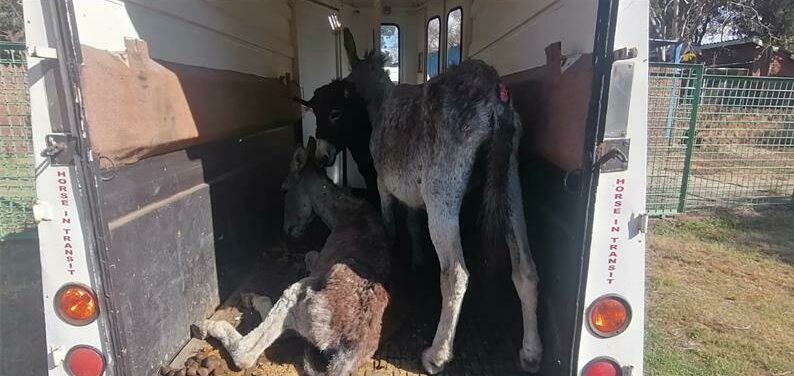 Two neglected donkeys die despite SPCA intervention | Rekord
