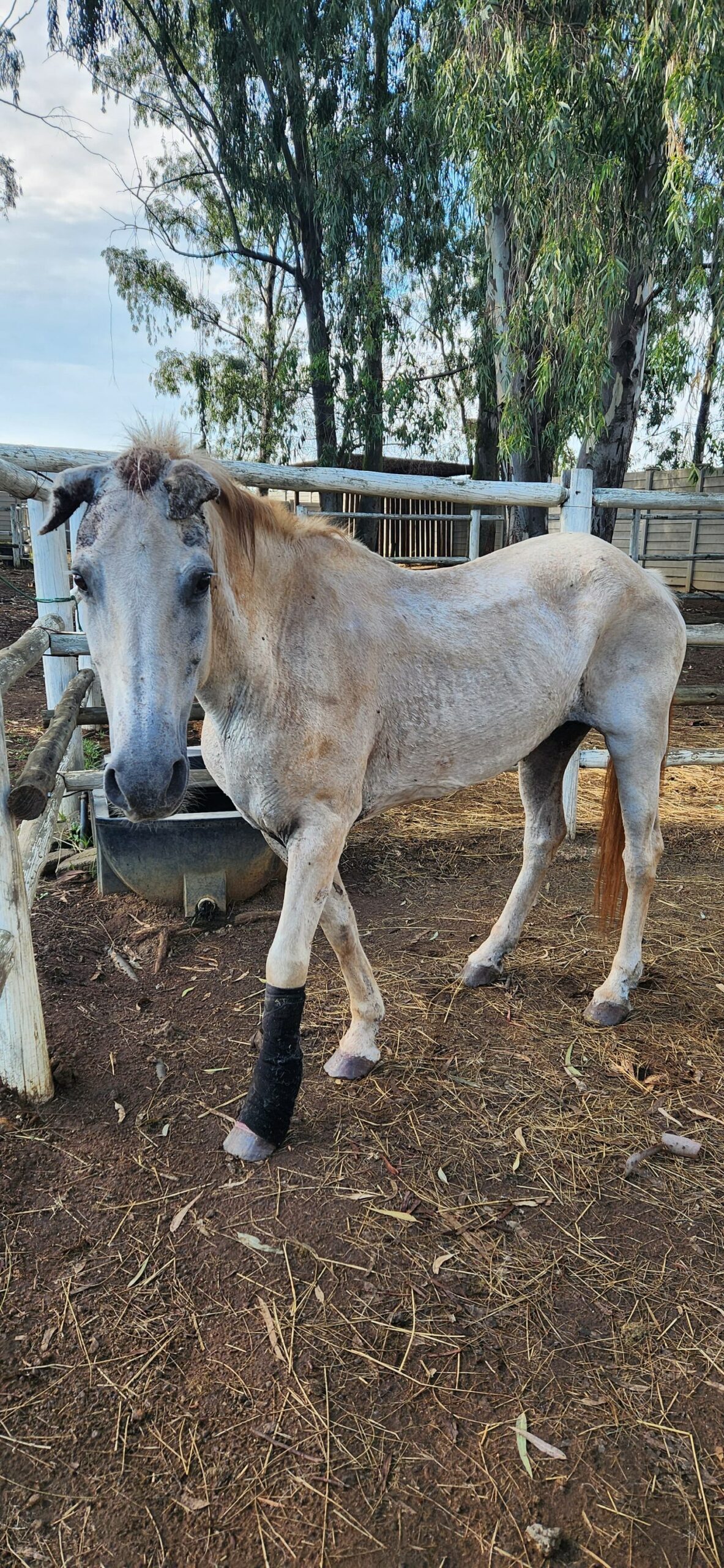 Wetnose rescues suffering horse in Kameeldrift | Rekord