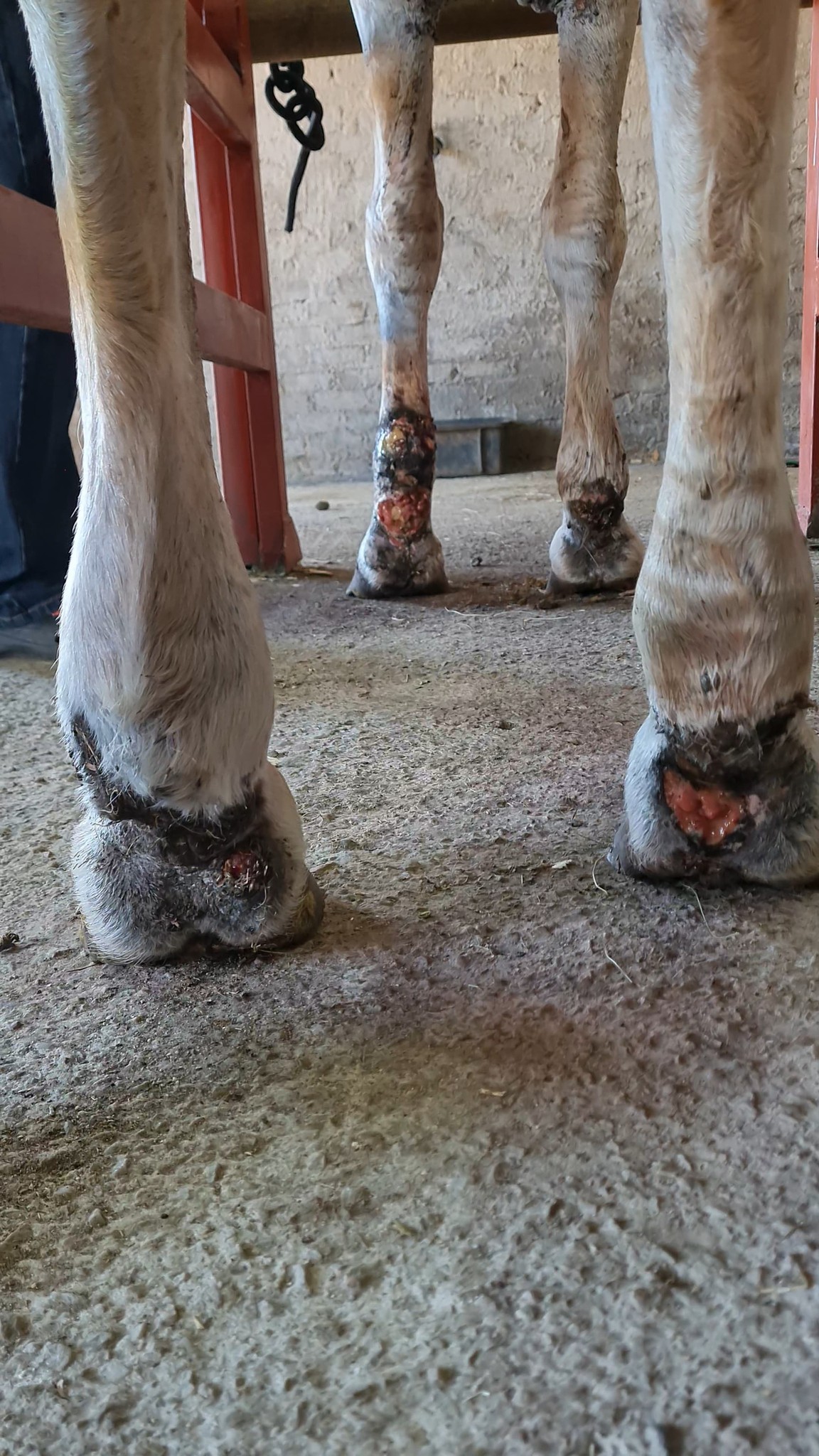 Wetnose rescues suffering horse in Kameeldrift | Rekord