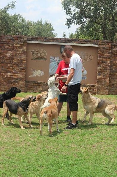 Help Animal Ambulance finish fence project | Rekord