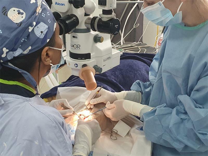 Groundbreaking eye surgery for Cocker Spaniel | Rekord